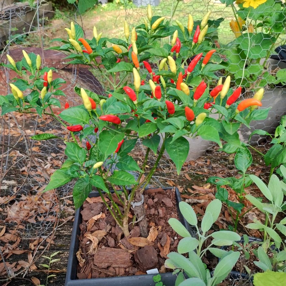 Pepper Seed – Heritage Cottage Seeds